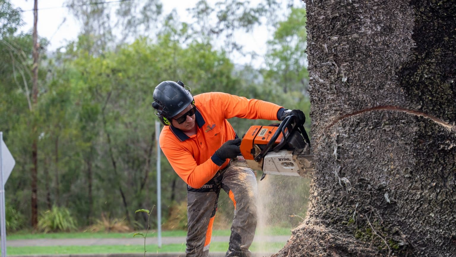 Stump Grinding Beenleigh | Treesafe